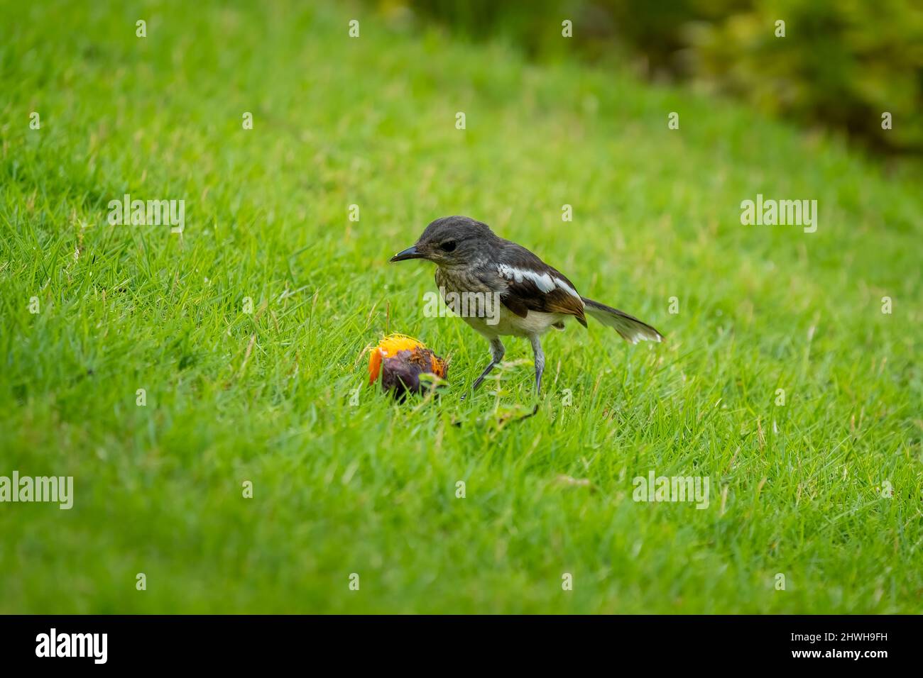 Oriental magpie robin in detail hi-res stock photography and images - Alamy