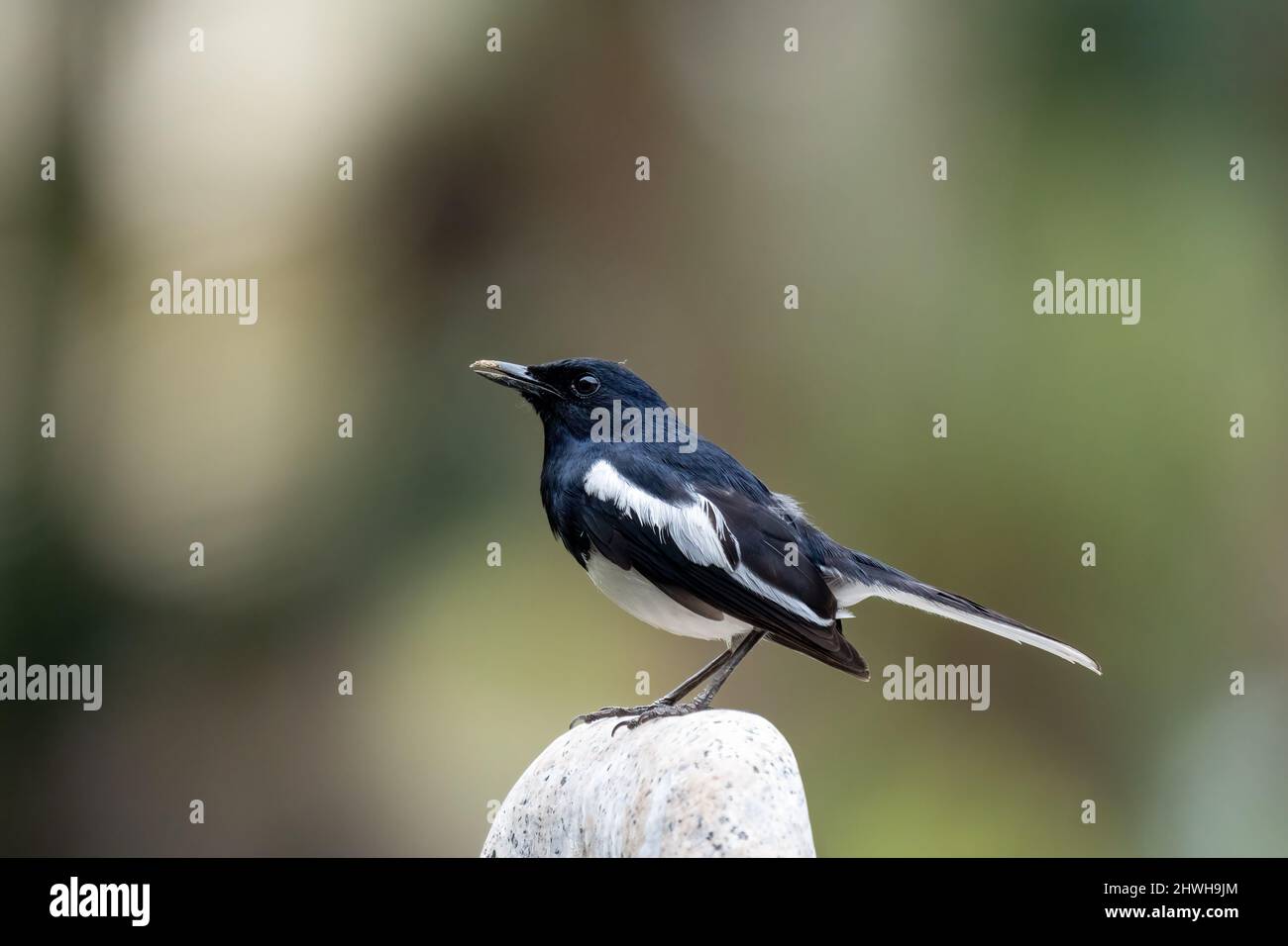 Oriental magpie robin in detail hi-res stock photography and images - Alamy
