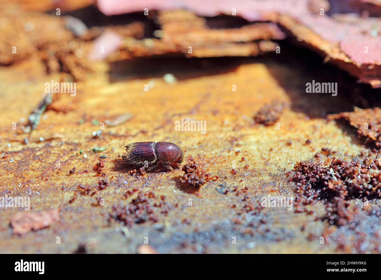 Ips sexdentatus is a species of weevil in the beetle family ...