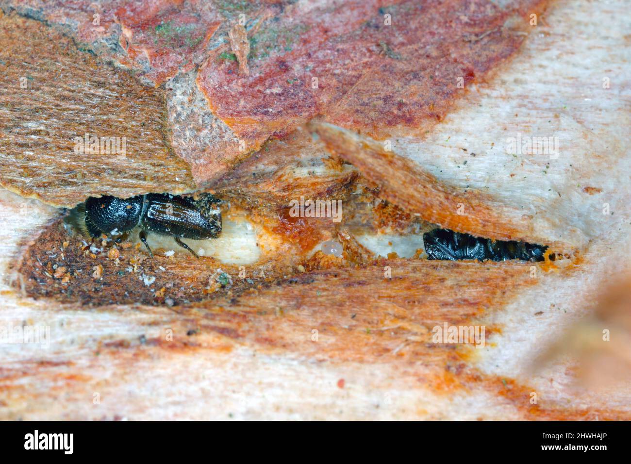 The European spruce bark beetle (Ips typographus), is a species of ...