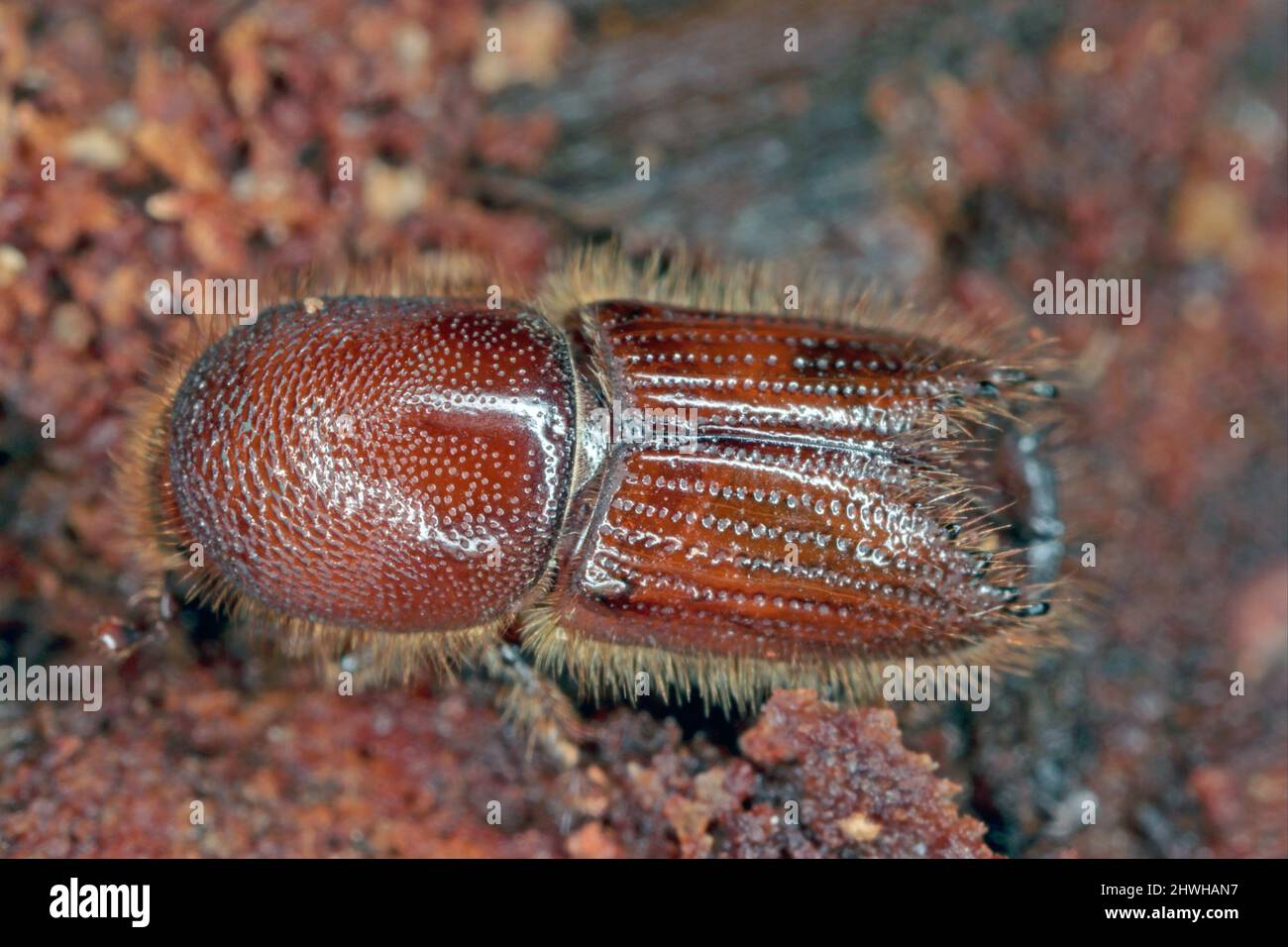 Spruce bark beetle hi-res stock photography and images - Alamy