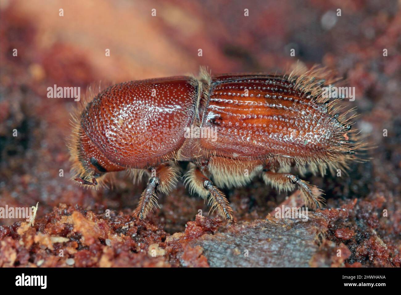 Spruce bark beetle hi-res stock photography and images - Alamy