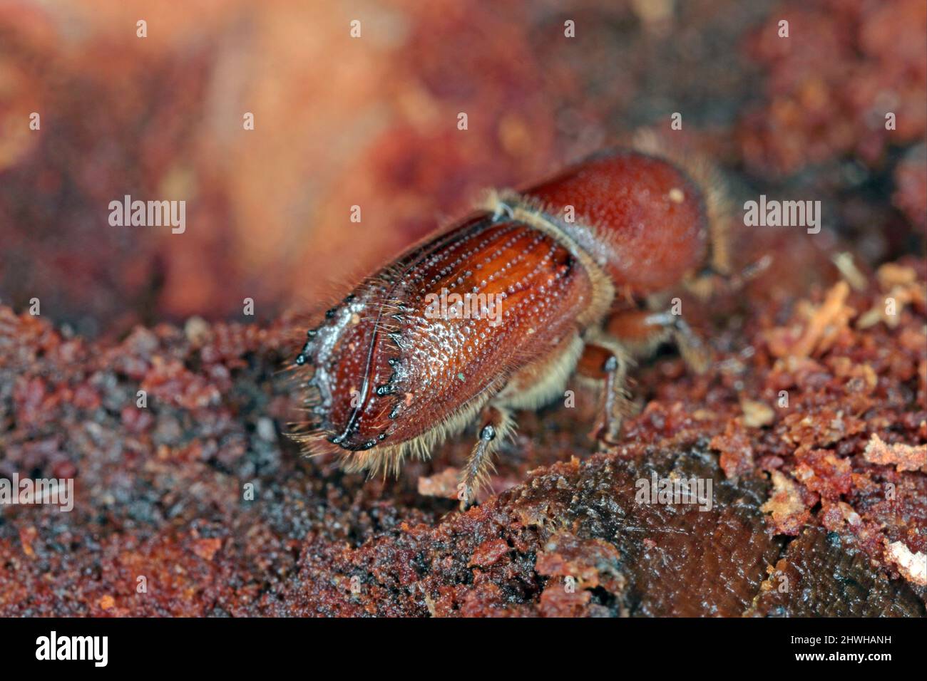 Spruce bark beetle hi-res stock photography and images - Alamy