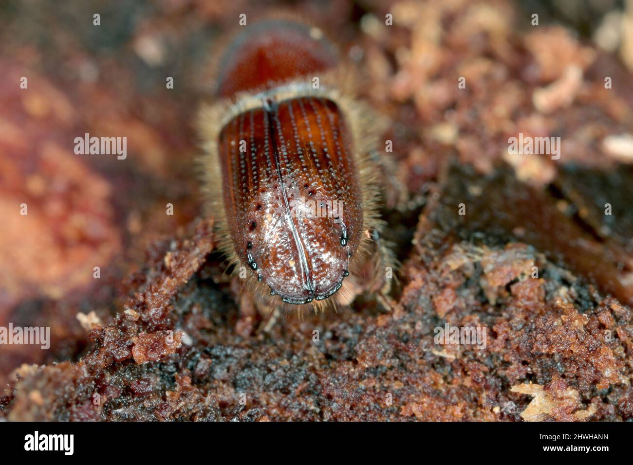 Spruce bark beetle hi-res stock photography and images - Alamy
