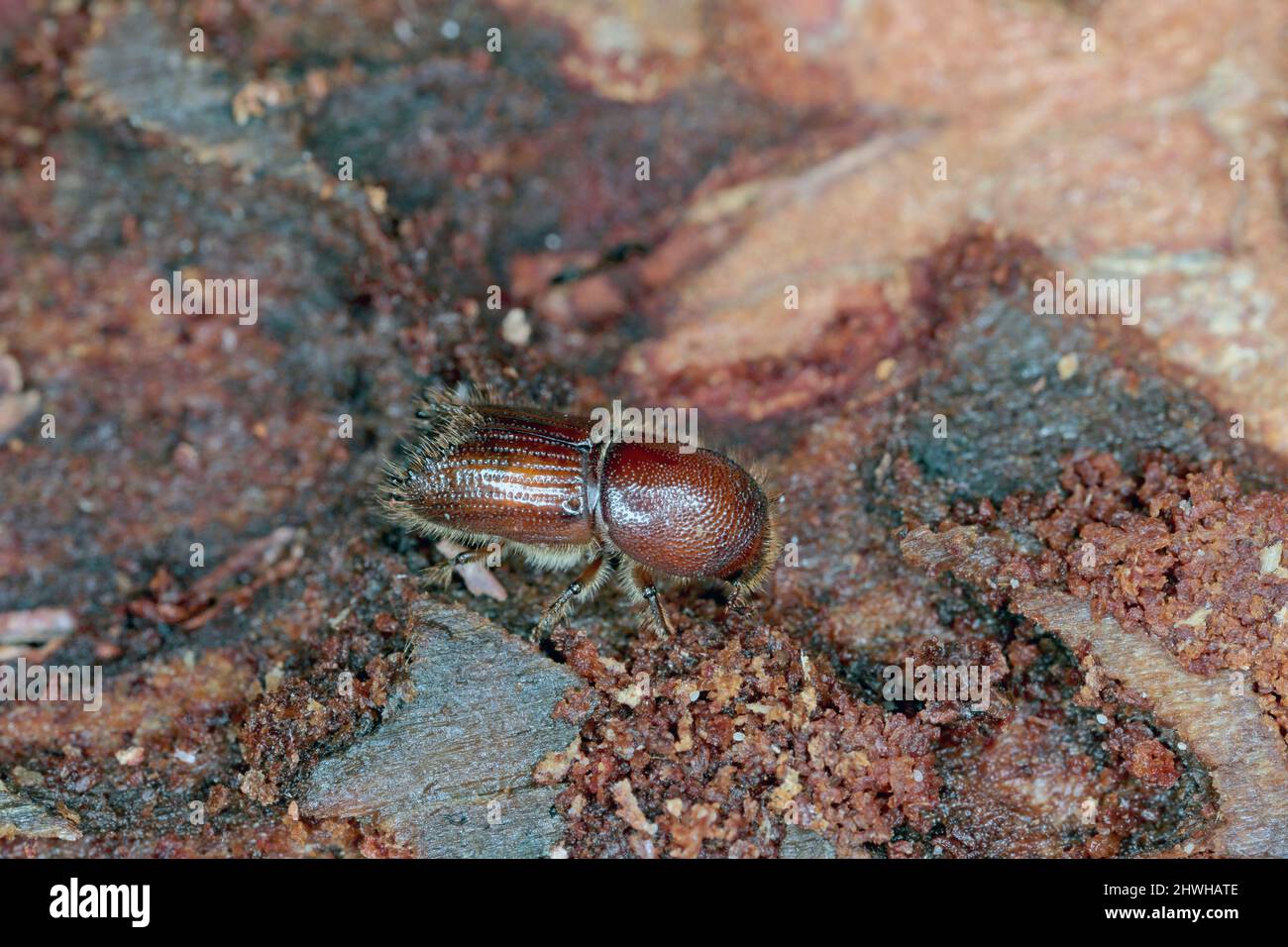 The European spruce bark beetle (Ips typographus), is a species of ...