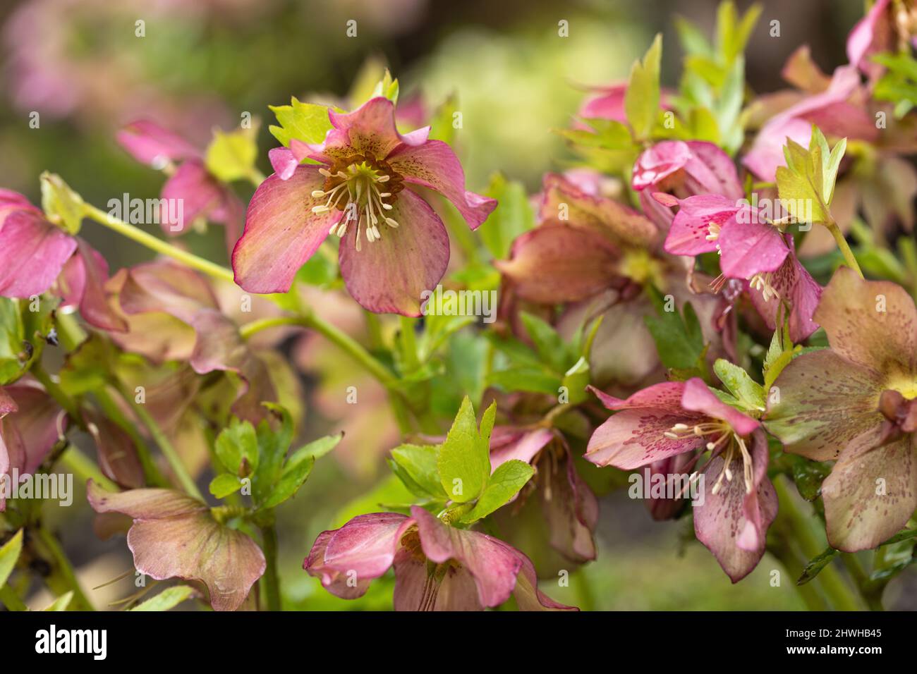 Spring border hellebores hi-res stock photography and images - Alamy