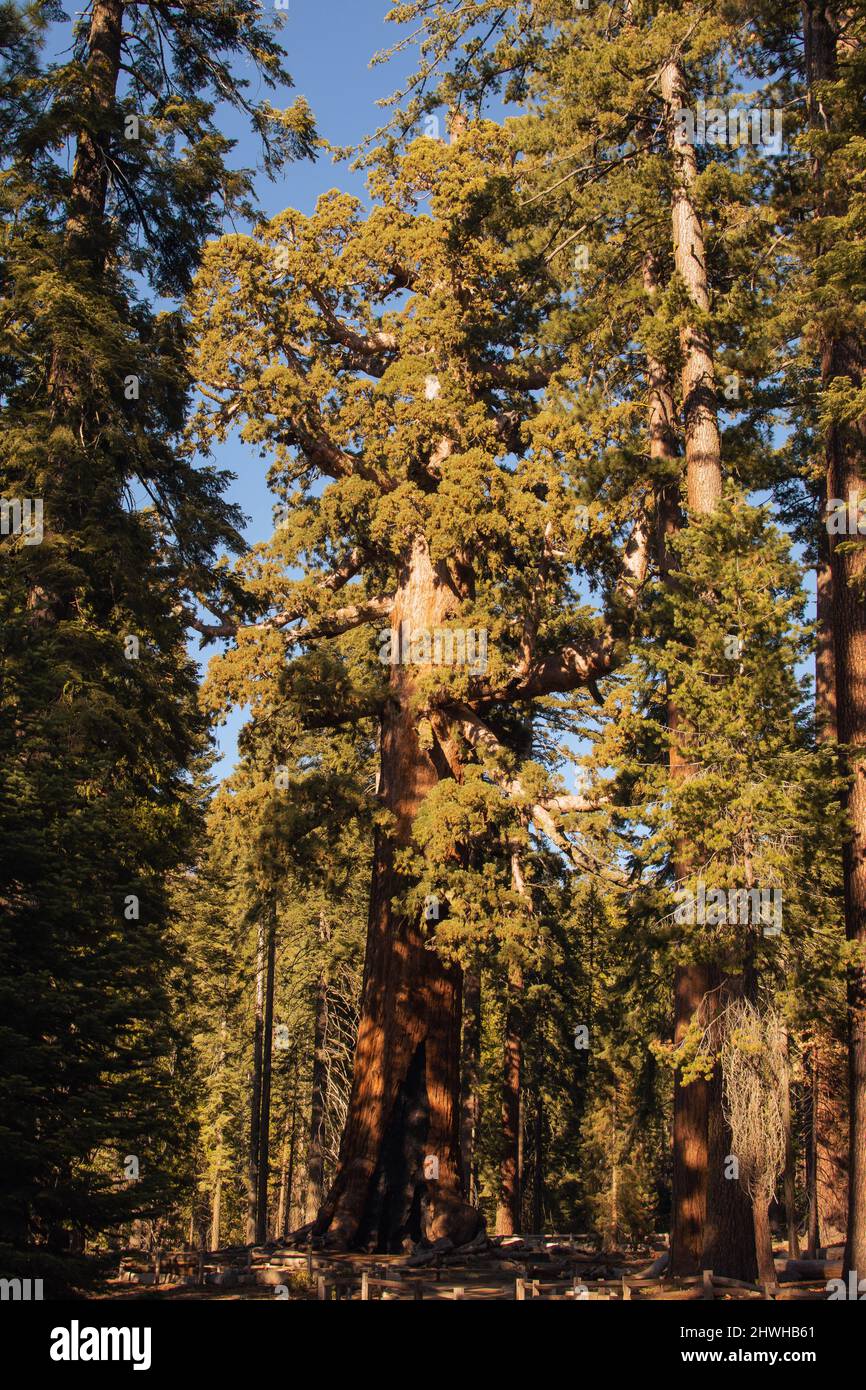 Autumnal natural landscape from Yosemite National Park, California ...
