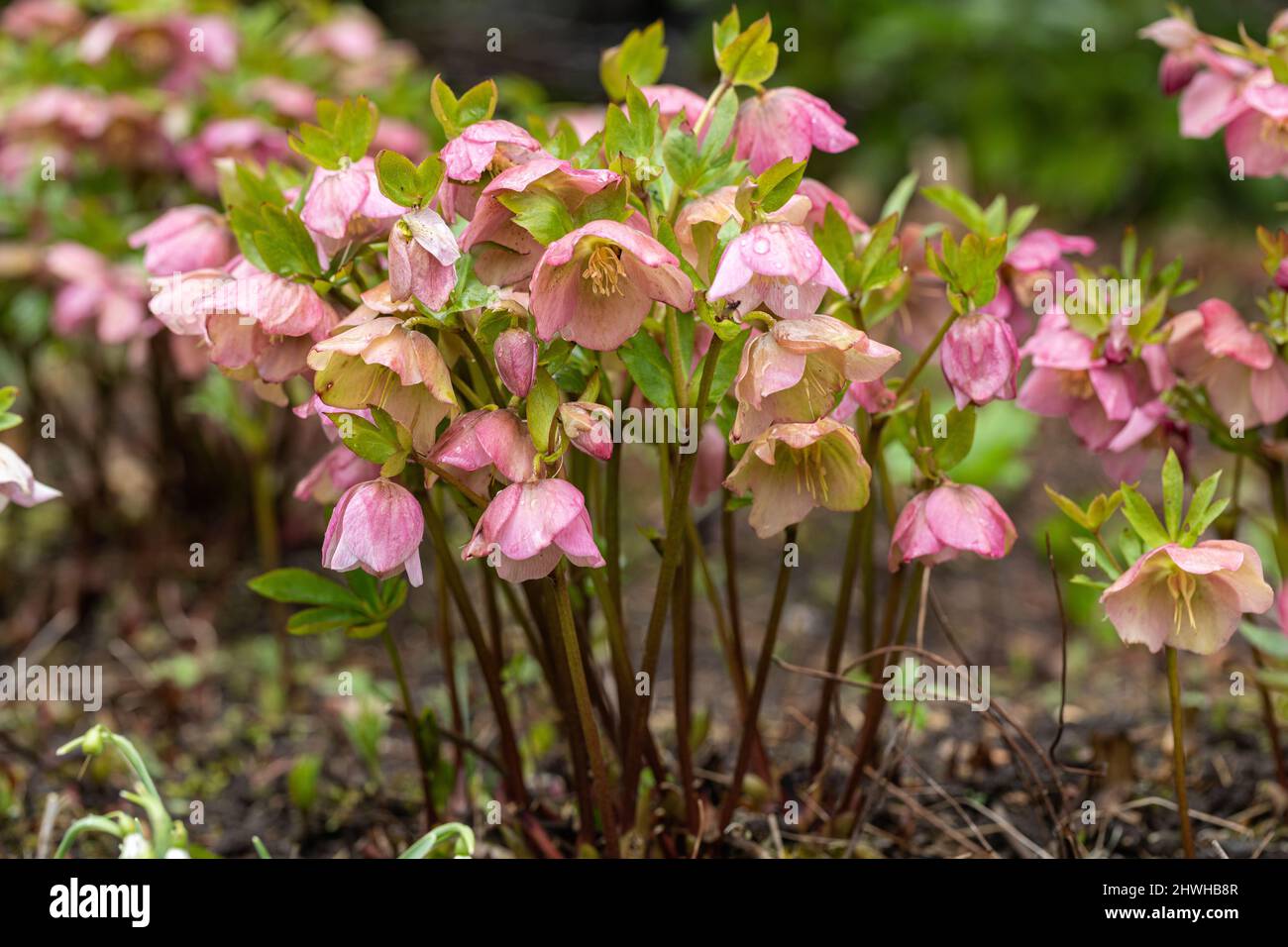 Spring border hellebores hi-res stock photography and images - Alamy