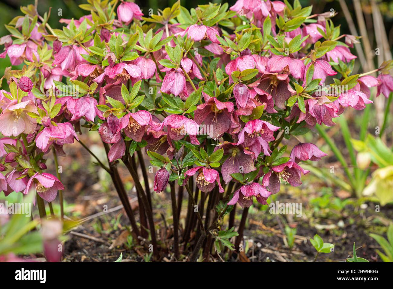 Spring border hellebores hi-res stock photography and images - Alamy