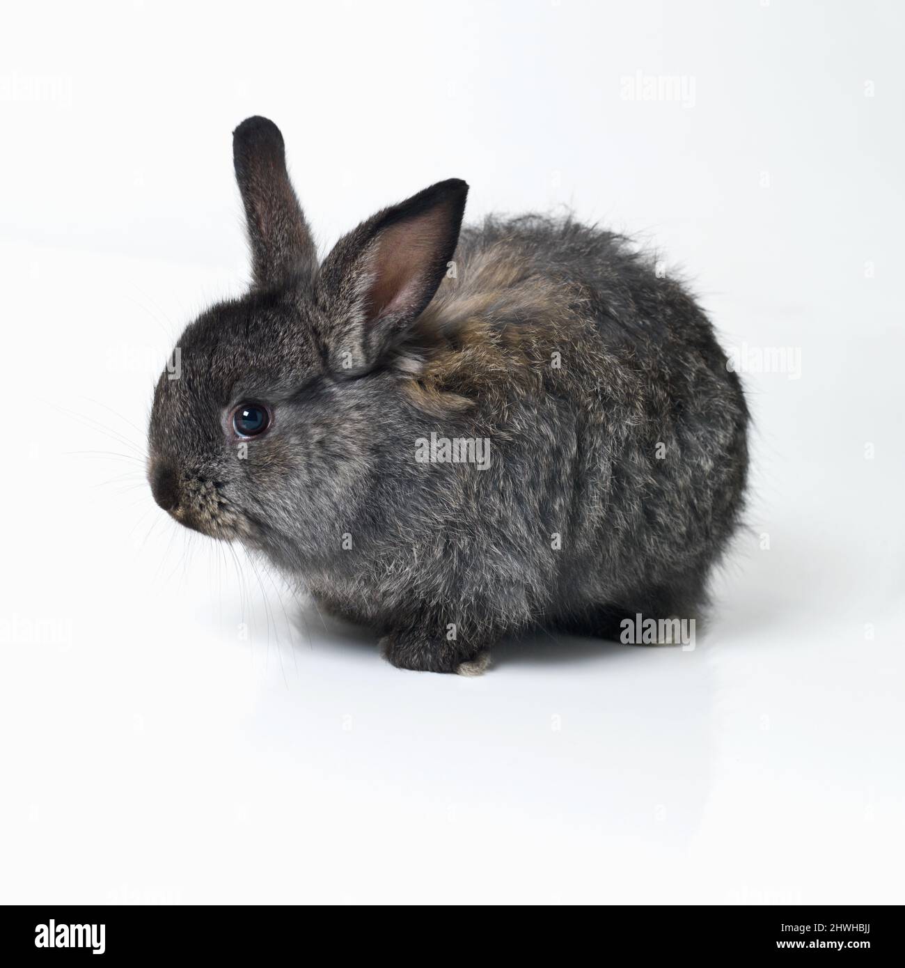 Cute and cuddly. Studio shot of a cute rabbit isolated on white Stock ...