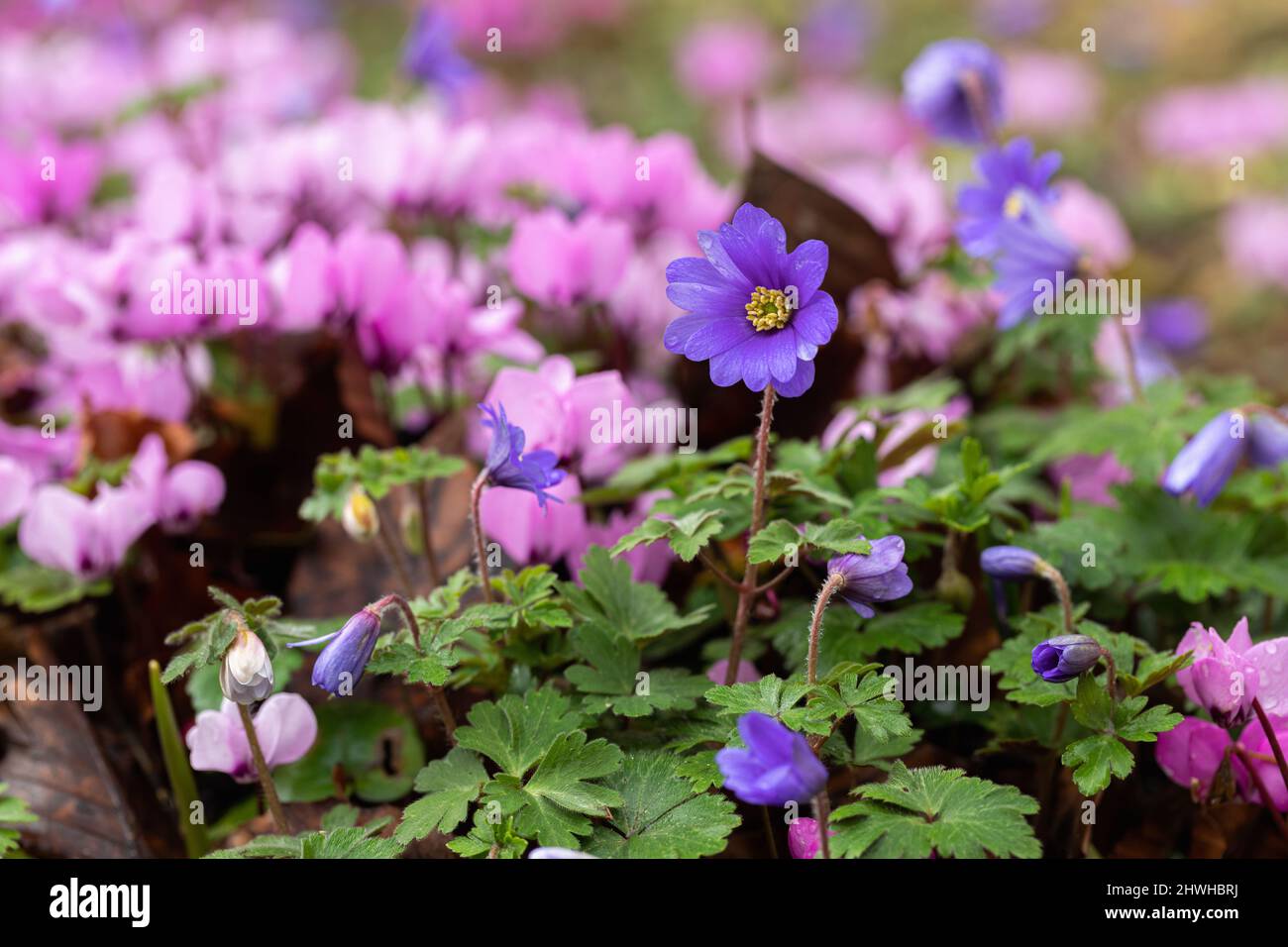 Bright pink flowering hi-res stock photography and images - Alamy