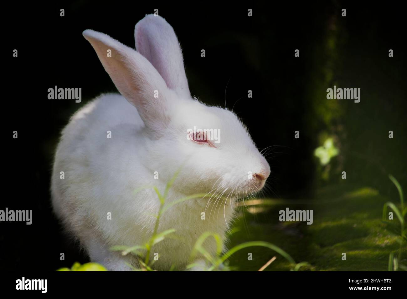 Closeup rabbit face hi-res stock photography and images - Alamy