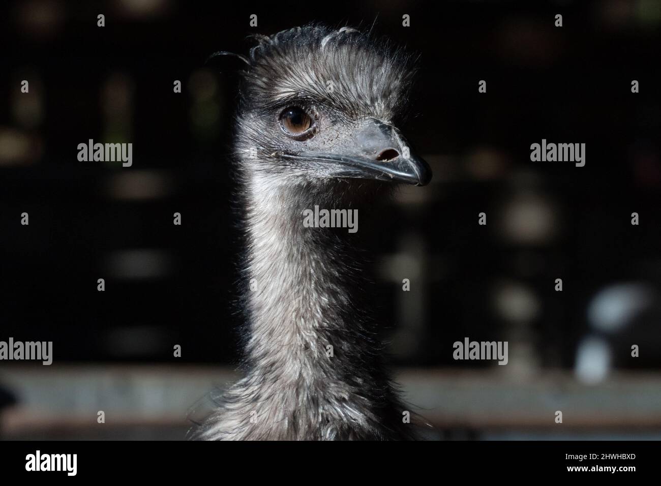 Emu farming uk hi-res stock photography and images - Alamy