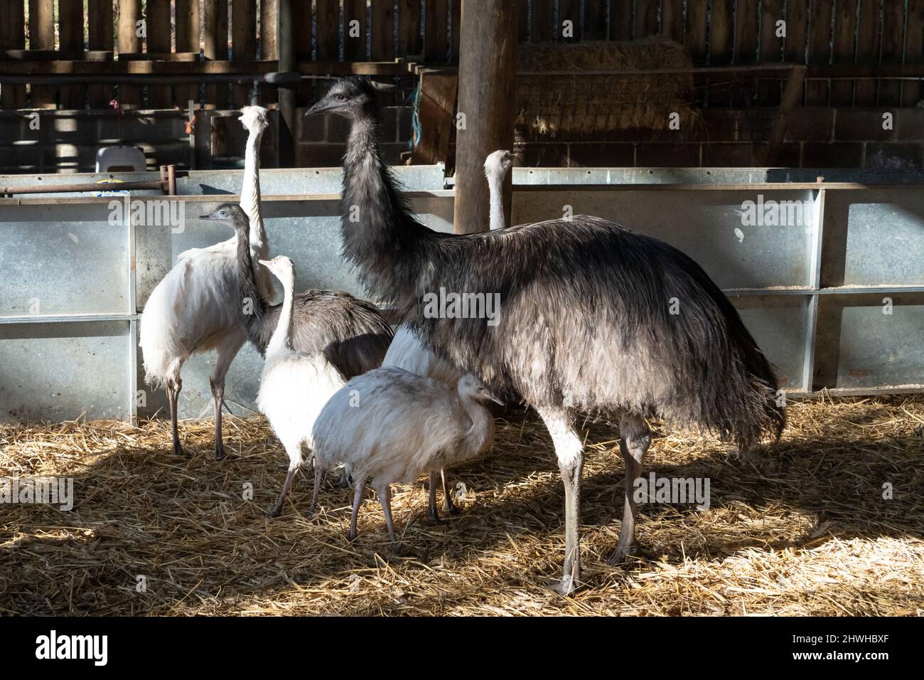 Young Greater Rhea (Rhea americana) and emu (Dromaius novahollandiae ...
