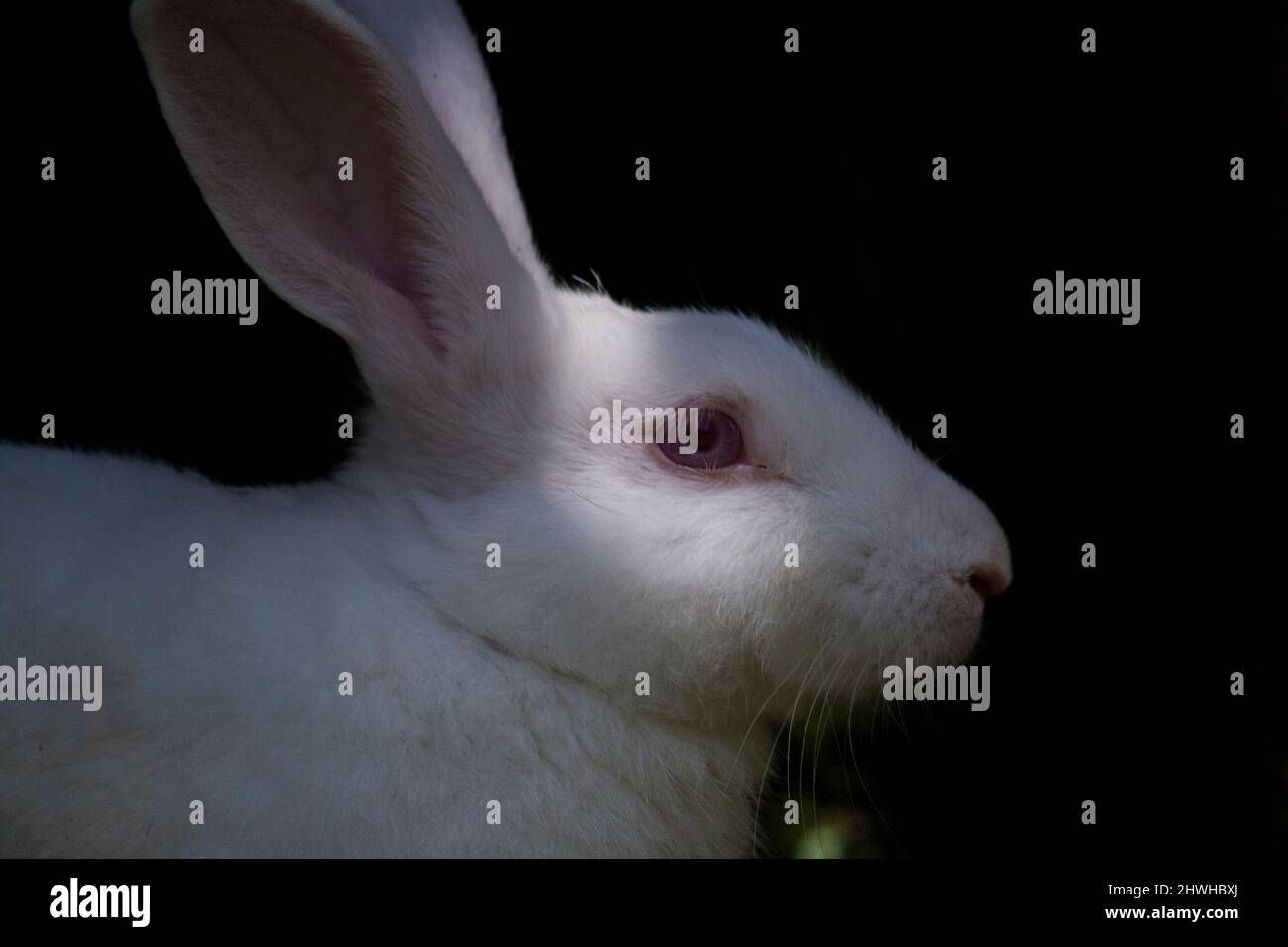 Face close up of a cute white rabbit with beautiful dark background ...