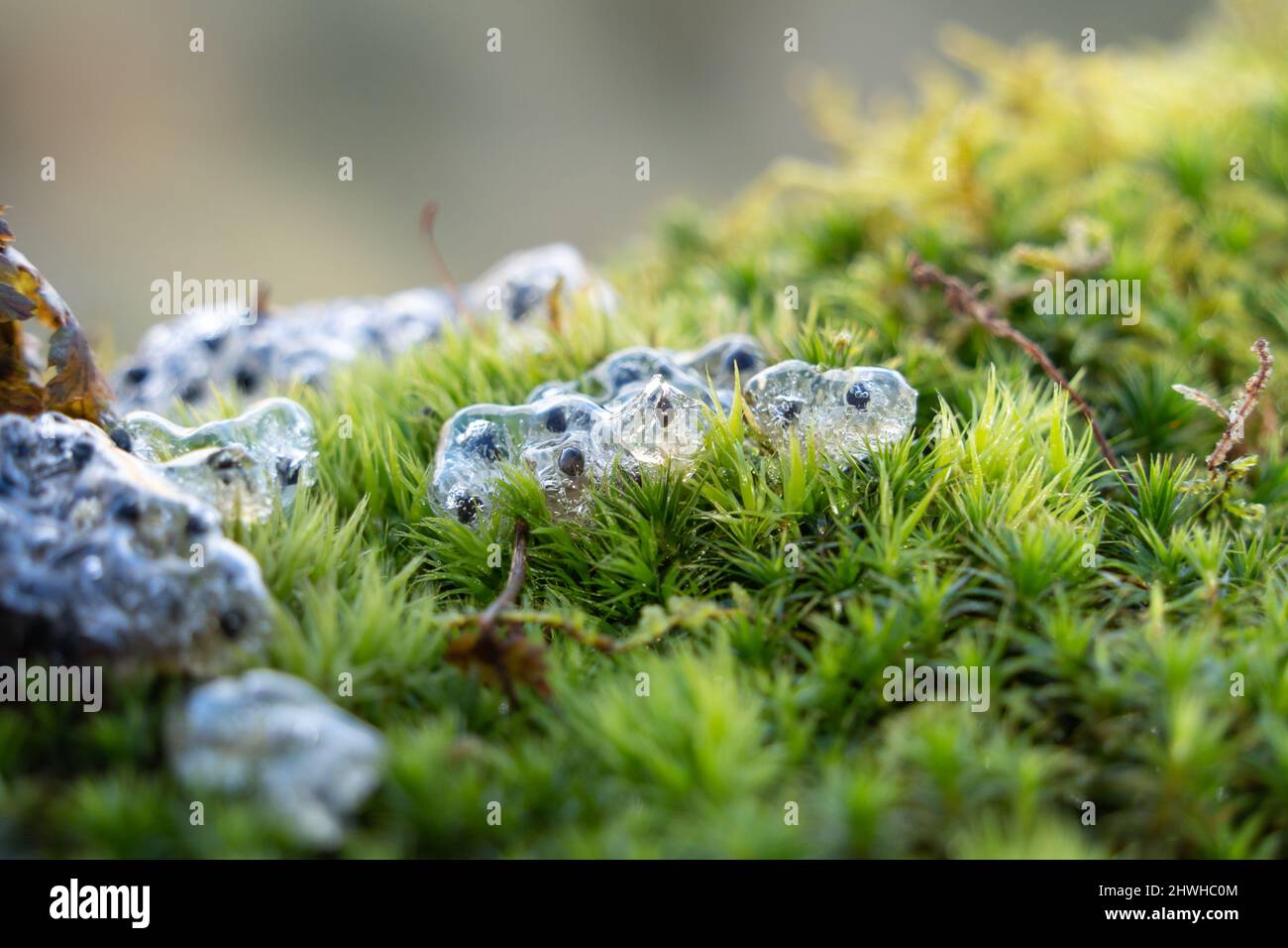 Life cycle of the frog hi-res stock photography and images - Alamy
