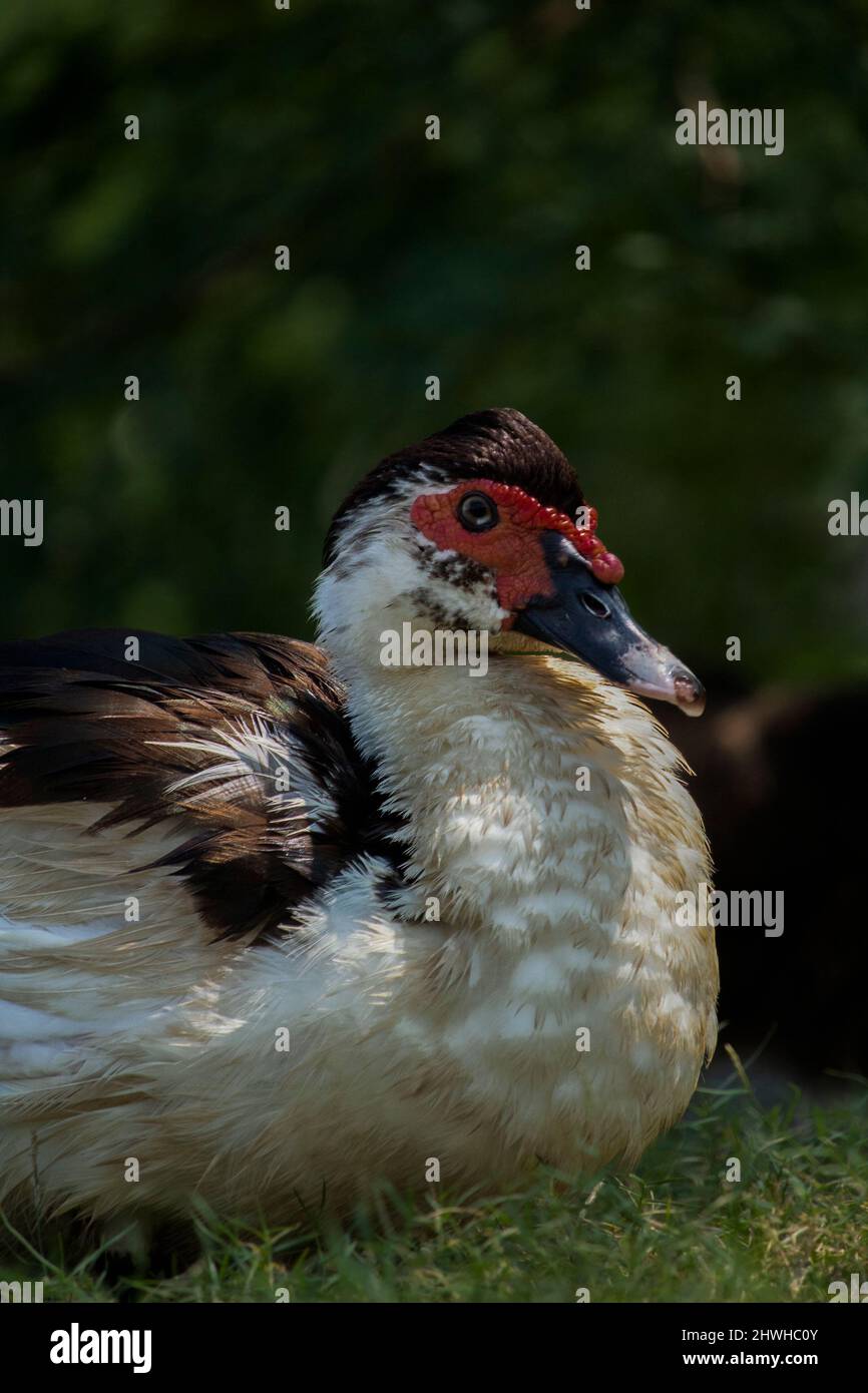 Duck face hi-res stock photography and images - Alamy