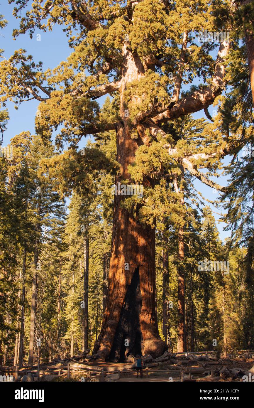 Autumnal natural landscape from Yosemite National Park, California ...