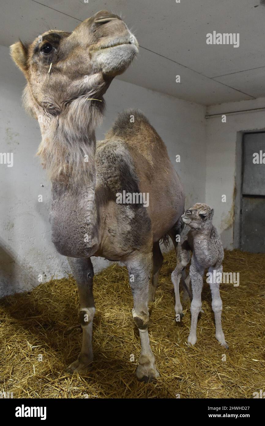 Vyskov zoo hi-res stock photography and images - Alamy