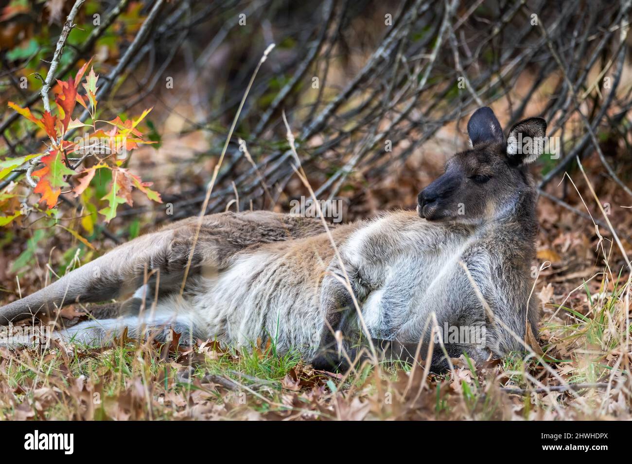Kangaroo having a rest under the tree at Mount Lofty park during the ...