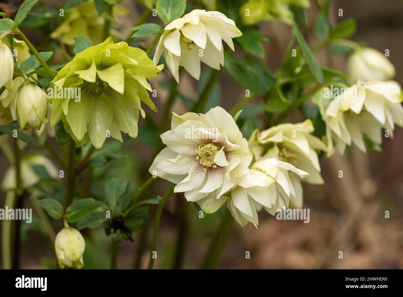 Spring border hellebores hi-res stock photography and images - Alamy