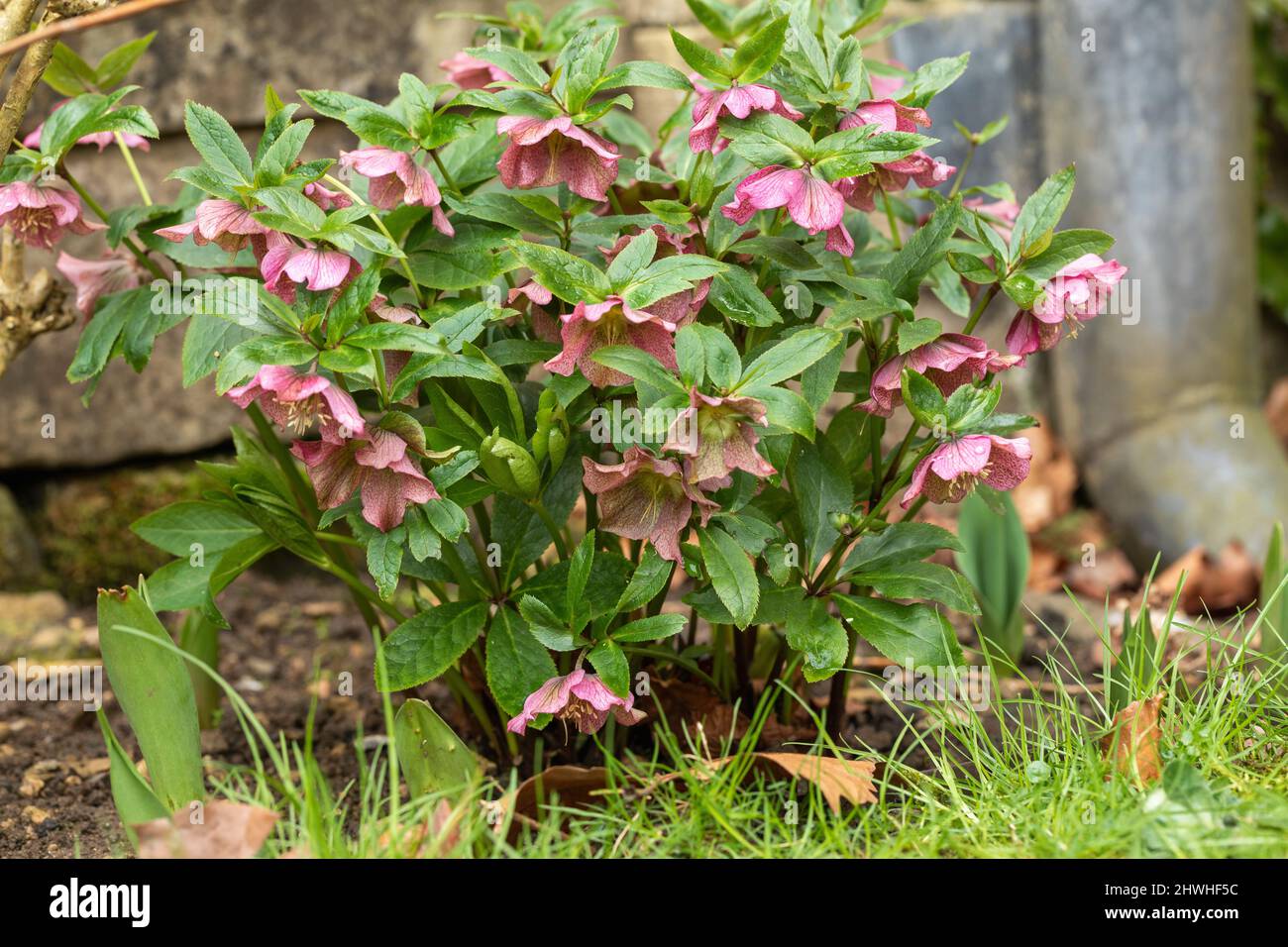 Spring border hellebores hi-res stock photography and images - Alamy