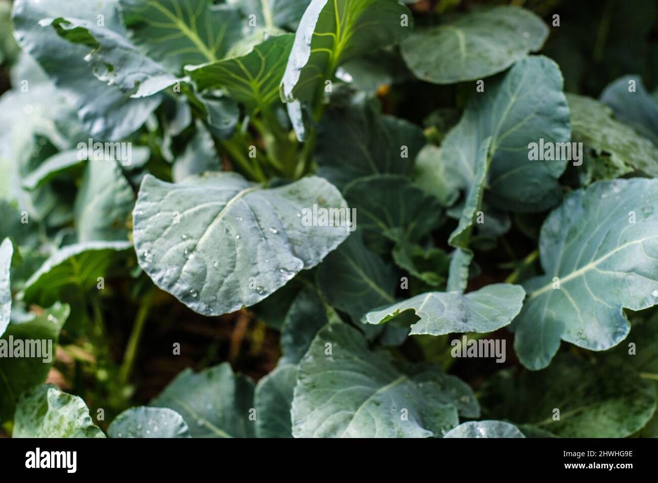 Organic frresh traditional cabbage close up green vegetable Stock Photo ...