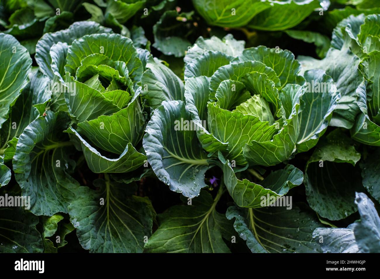 Organic frresh traditional cabbage close up green vegetable Stock Photo ...