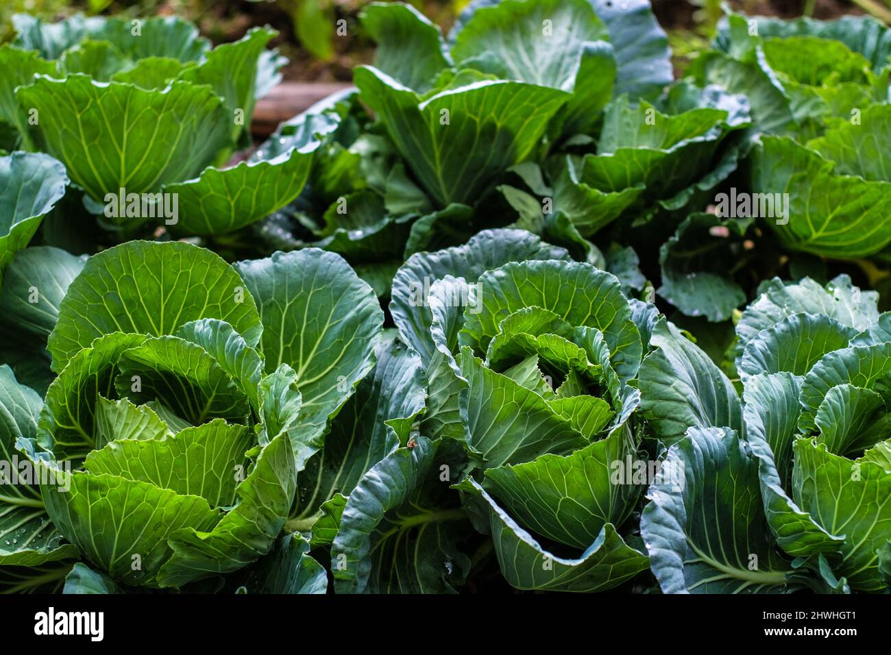 Organic frresh traditional cabbage close up green vegetable Stock Photo ...