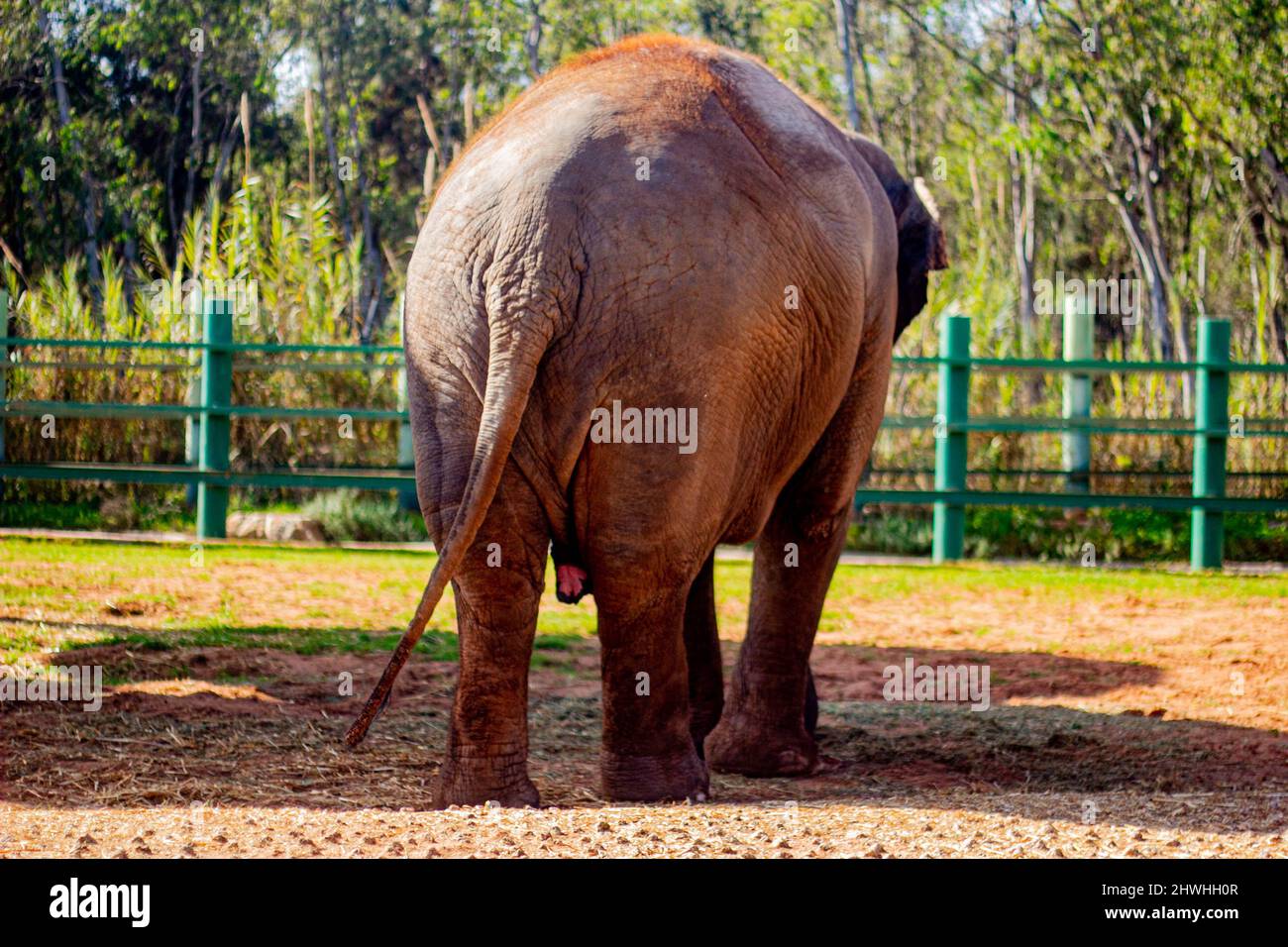 Feb 13, 2022, Rabat, Morocco: Rear view of an African elephant at zoo ...