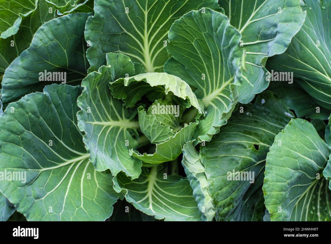 Organic frresh traditional cabbage close up green vegetable Stock Photo ...