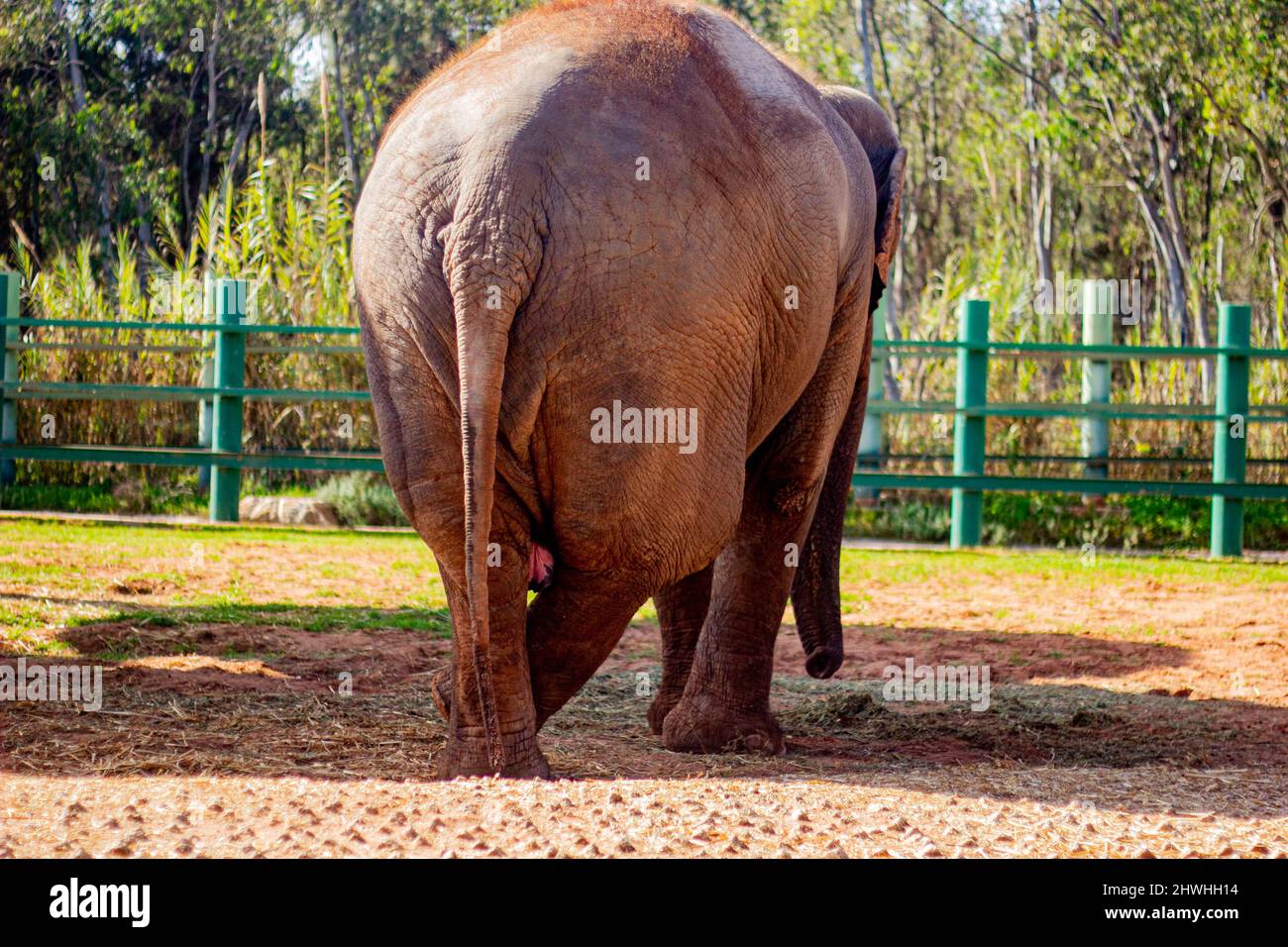 Feb 13, 2022, Rabat, Morocco: Back side of Elephant at zoo park Stock ...