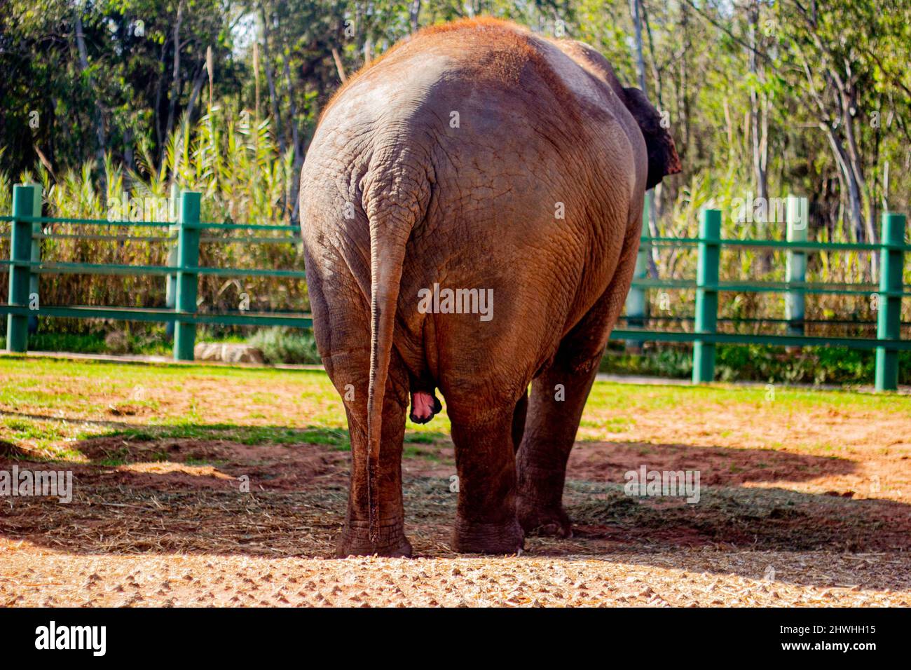 Feb 13, 2022, Rabat, Morocco: rear view of an elephant Stock Photo - Alamy