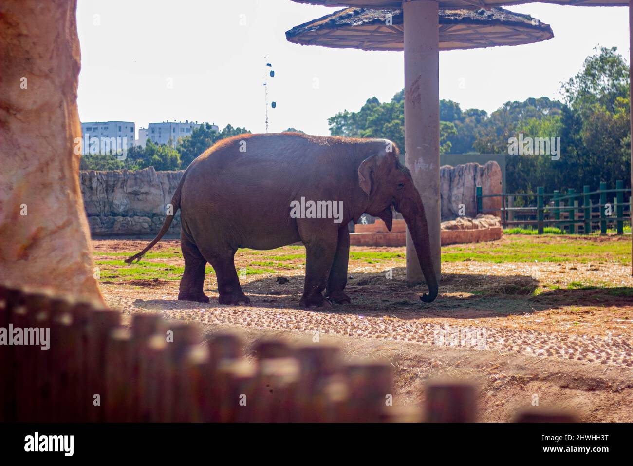 Feb 13, 2022, Rabat, Morocco: Side view of a brown old African elephant ...