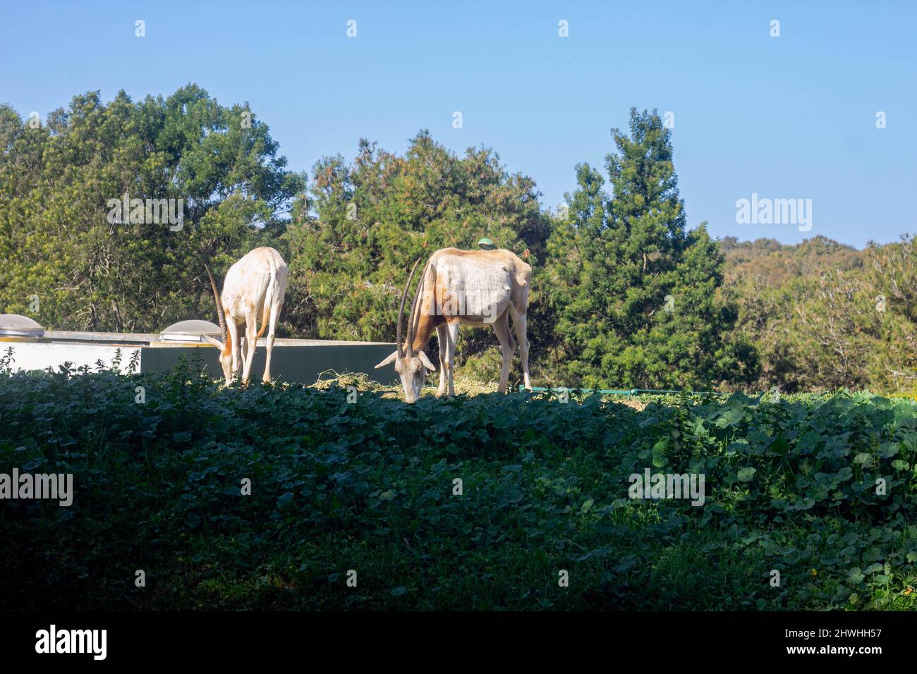 Feb 13, 2022, Rabat, Morocco: two adult eland in zoo park Stock Photo ...