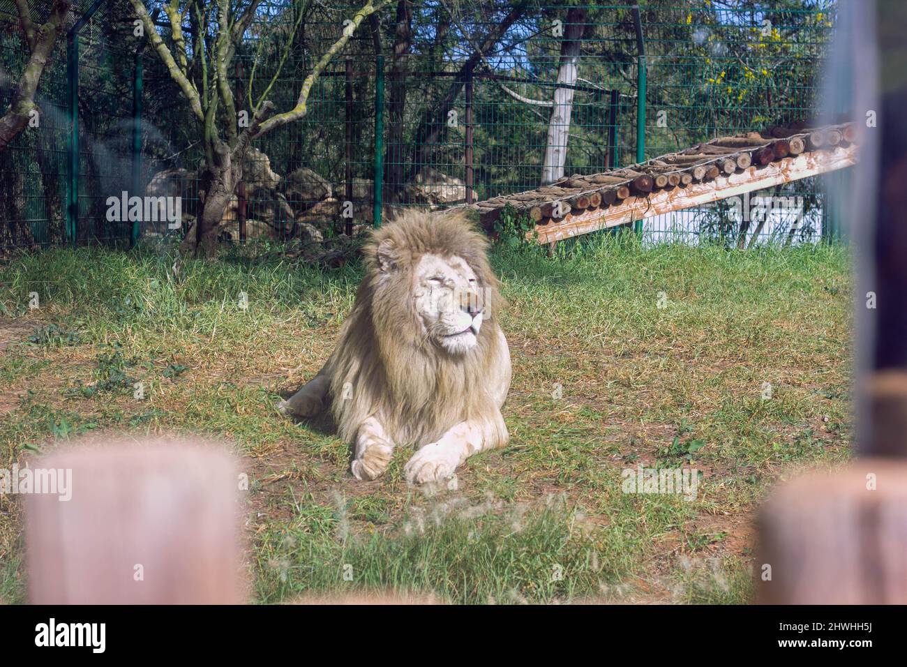 Feb 13, 2022, Rabat, Morocco: lying down on log in zoo park Stock Photo ...