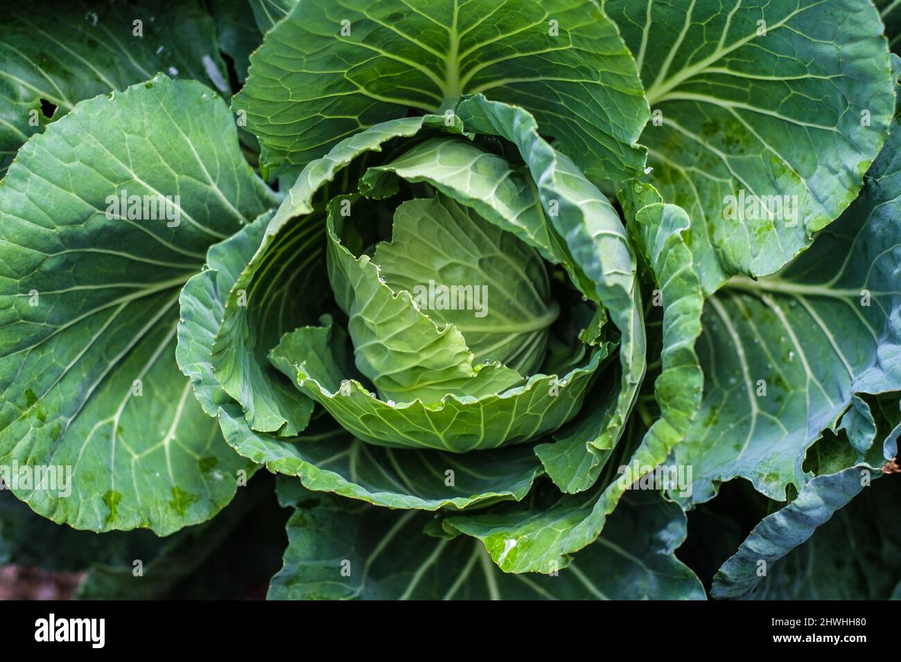 Organic frresh traditional cabbage close up green vegetable Stock Photo ...