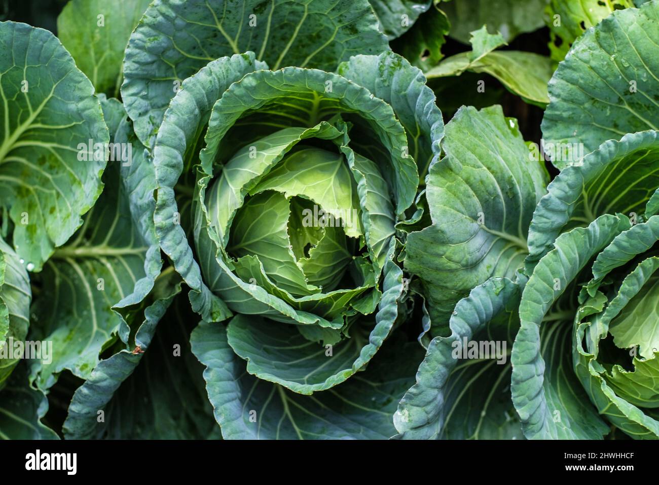 Organic frresh traditional cabbage close up green vegetable Stock Photo ...