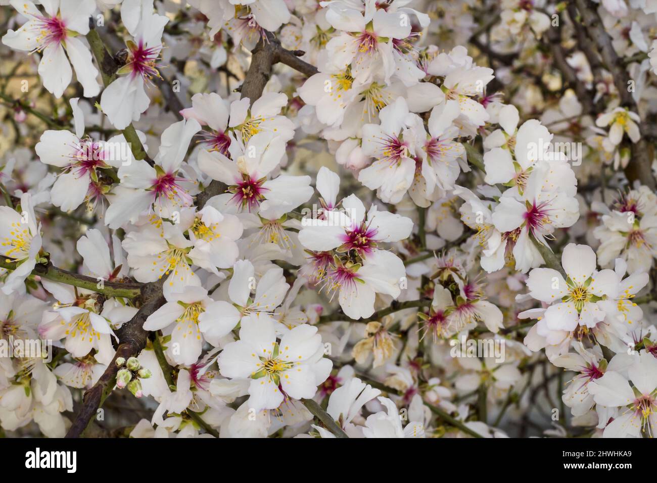 Beautiful,blooming almond tree background on spring time Stock Photo ...