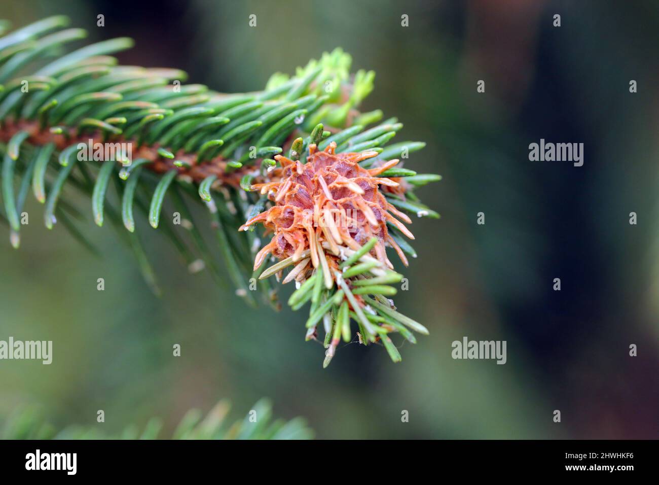 Galls on spruce shoots caused by green spruce gall aphid (Sacchiphantes ...