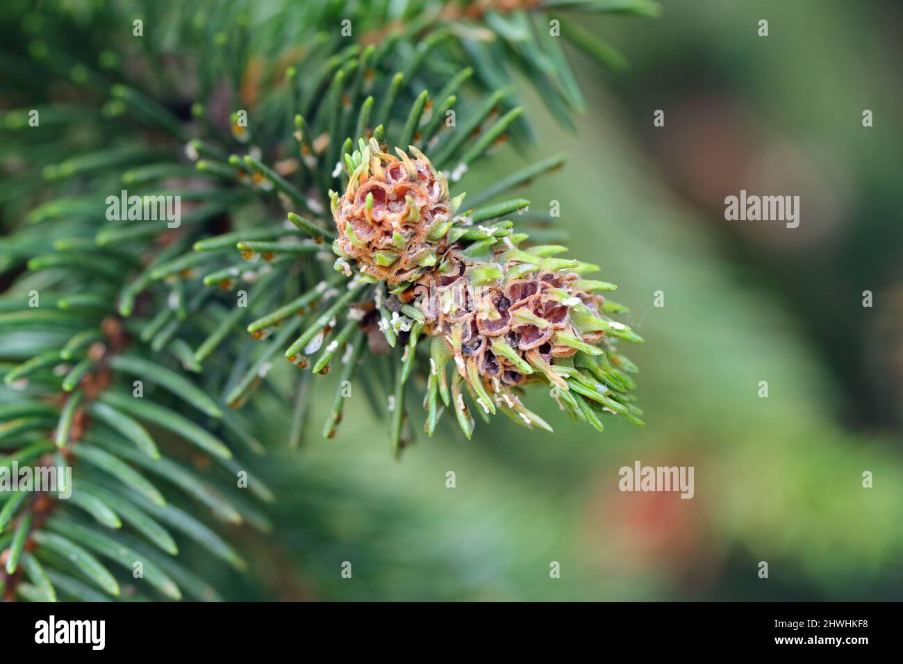 Galls at spruce hi-res stock photography and images - Alamy