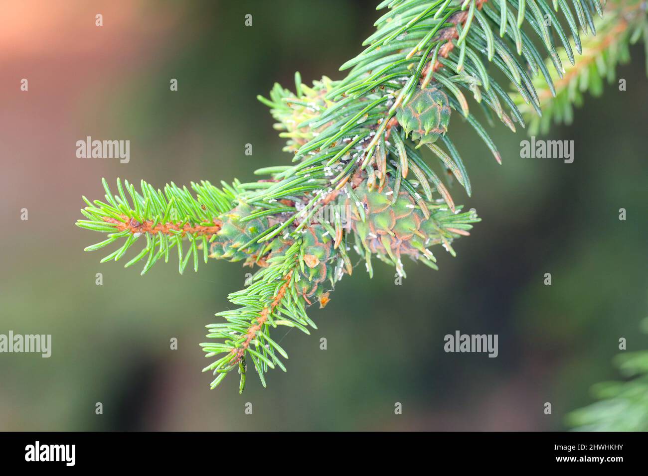 Galls on spruce shoots caused by green spruce gall aphid (Sacchiphantes ...