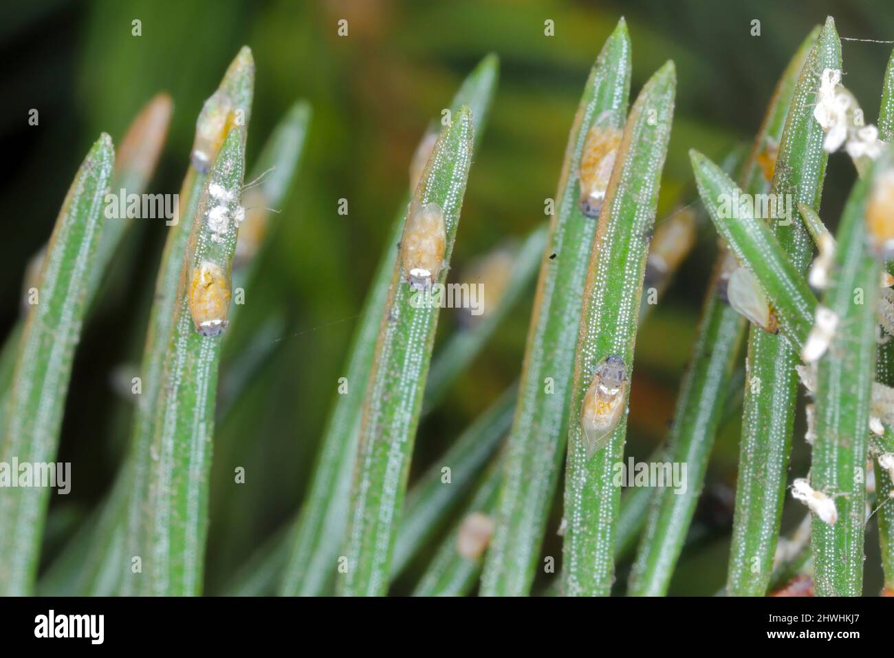 Pine needle aphid hi-res stock photography and images - Alamy