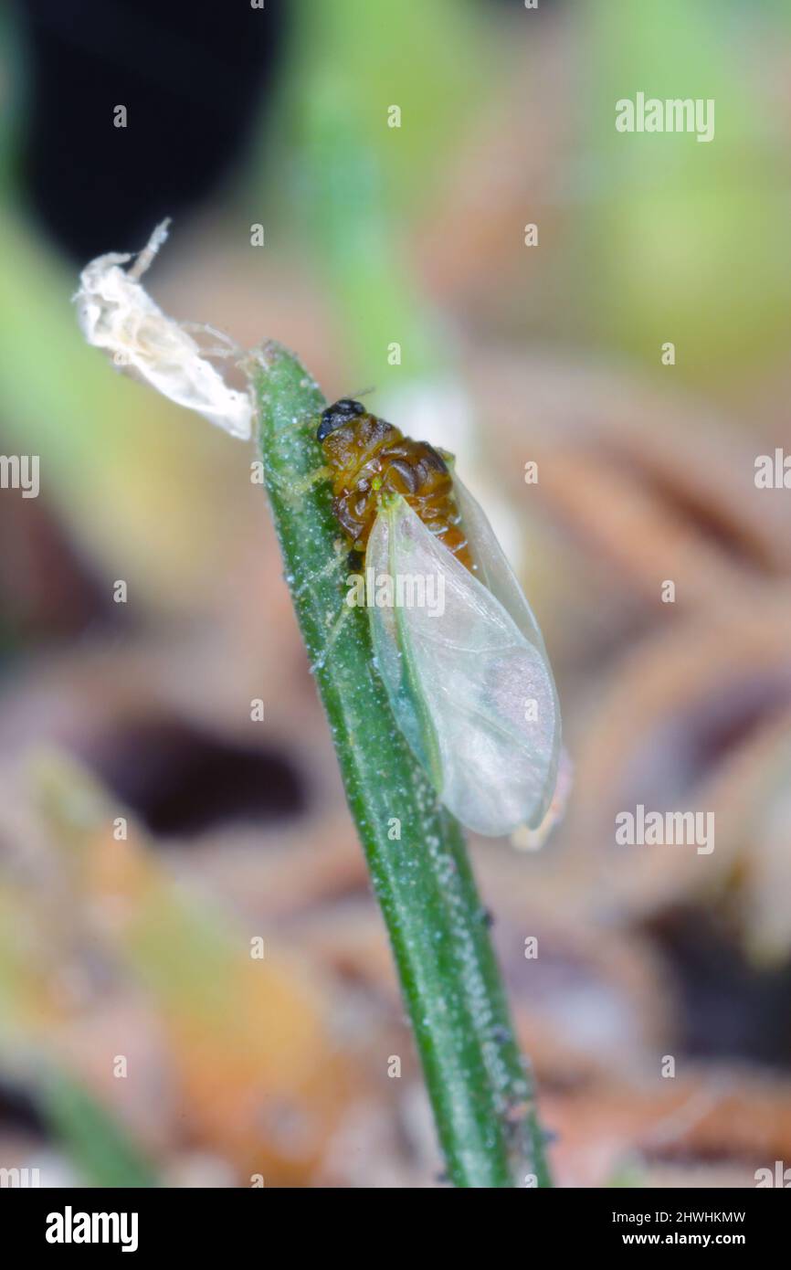 Insects of Green spruce gall aphid (Sacchiphantes viridis synonyms ...