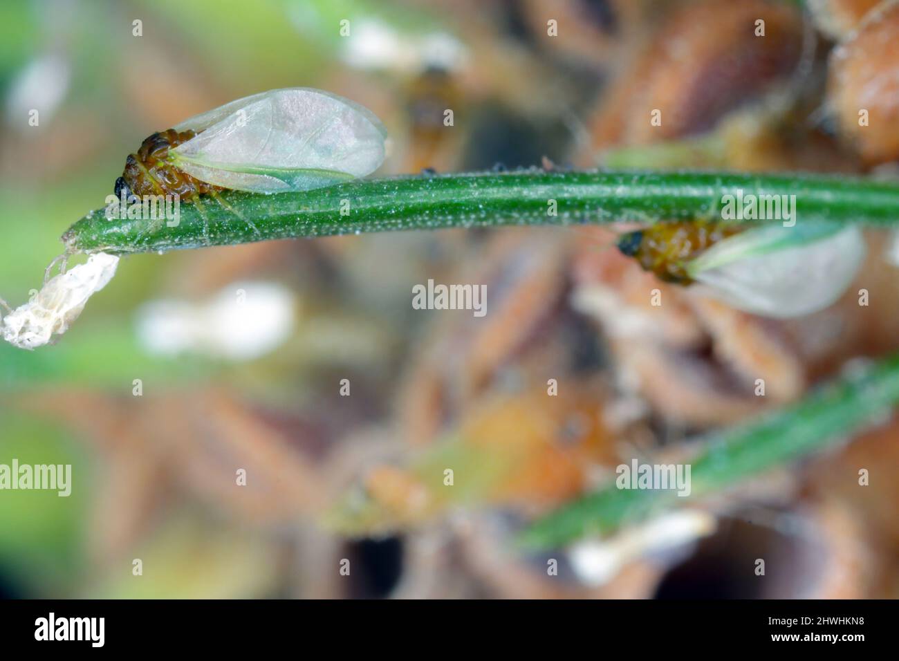 Insects of Green spruce gall aphid (Sacchiphantes viridis synonyms ...