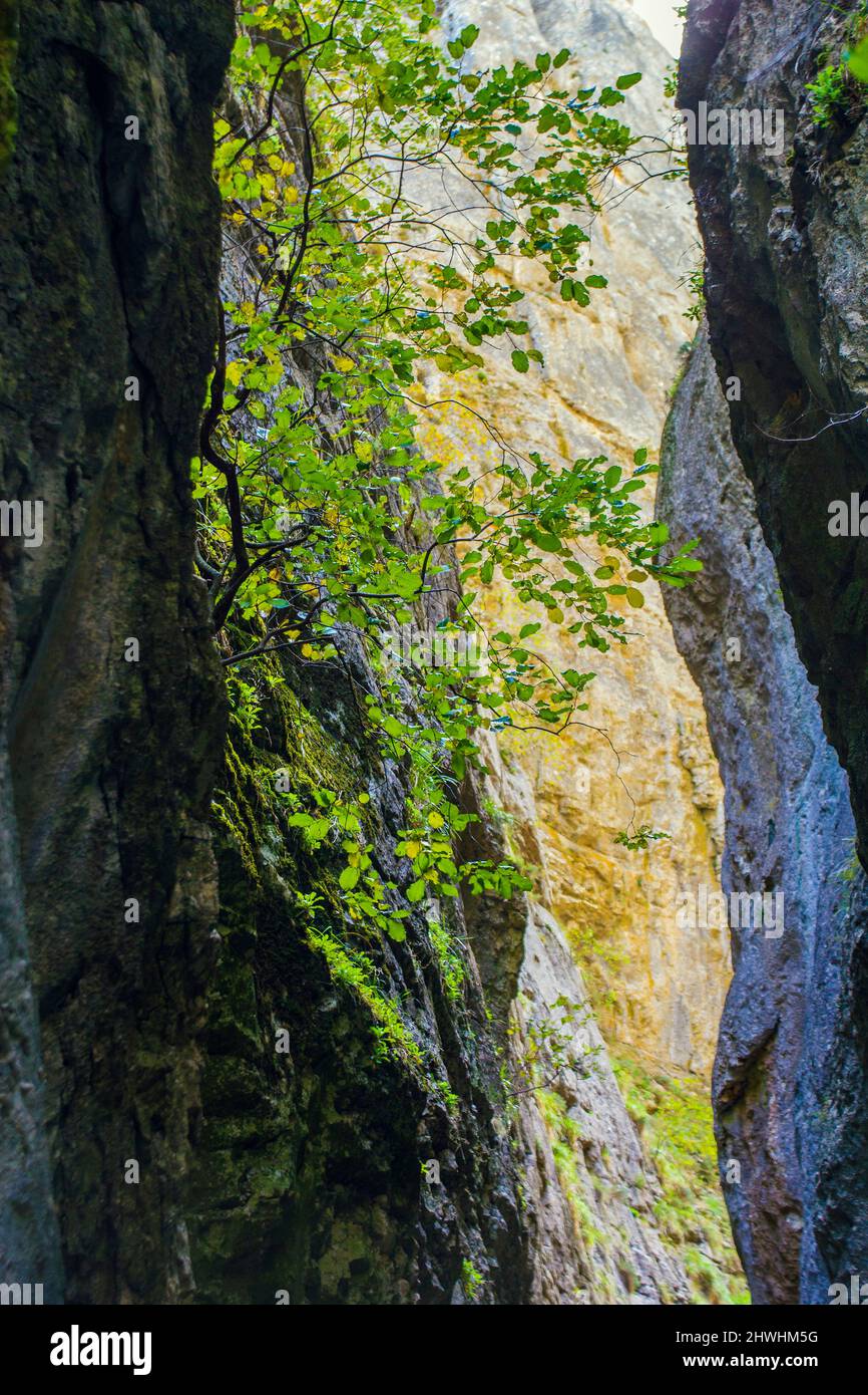 Desfiladero de la Yecla, Burgos, Spain Stock Photo - Alamy