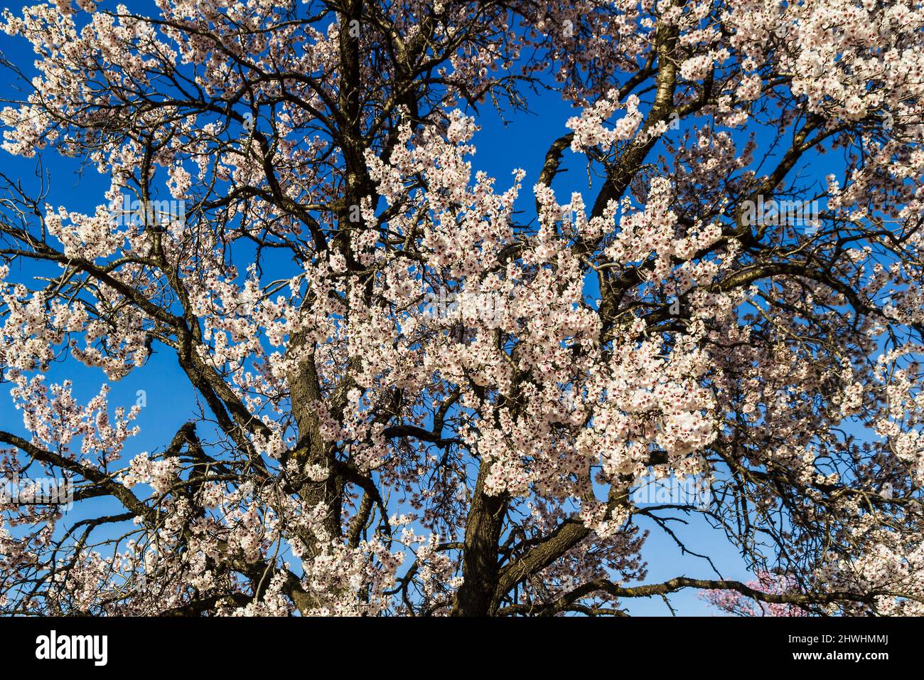 Flor spring hi-res stock photography and images - Alamy