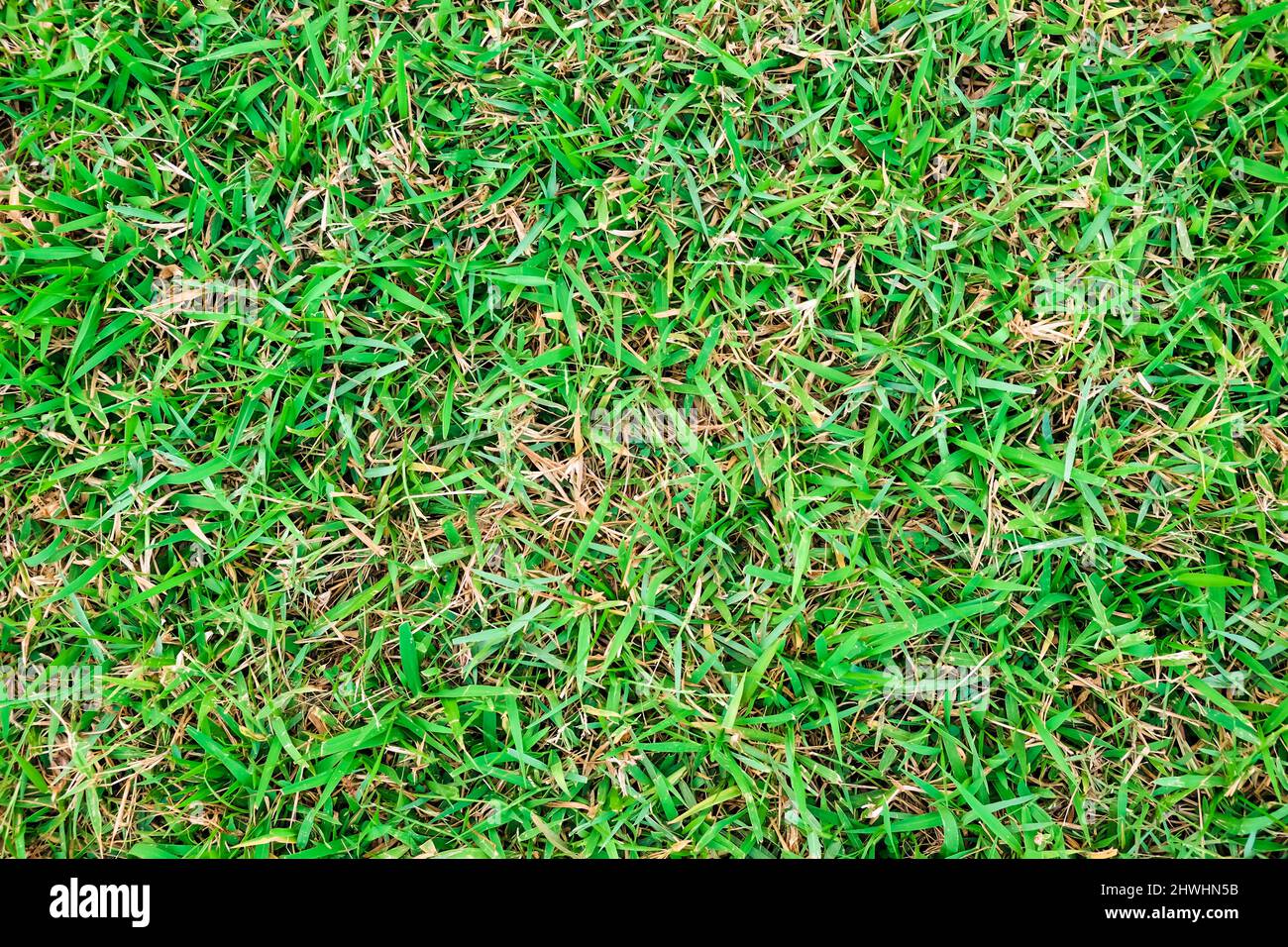 Real green grass floral texture nature decoration background Stock ...