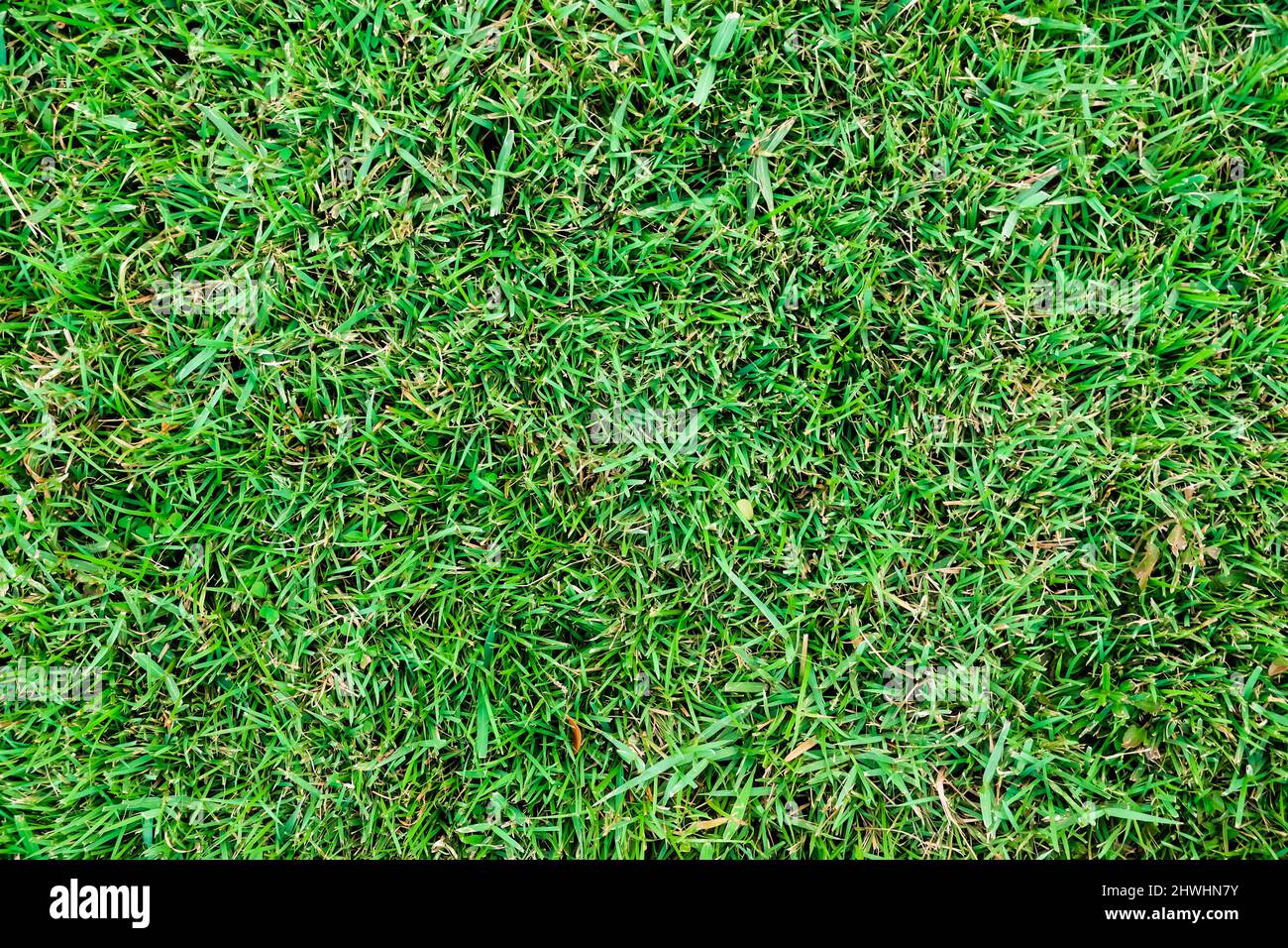 Real green grass floral texture nature decoration background Stock ...