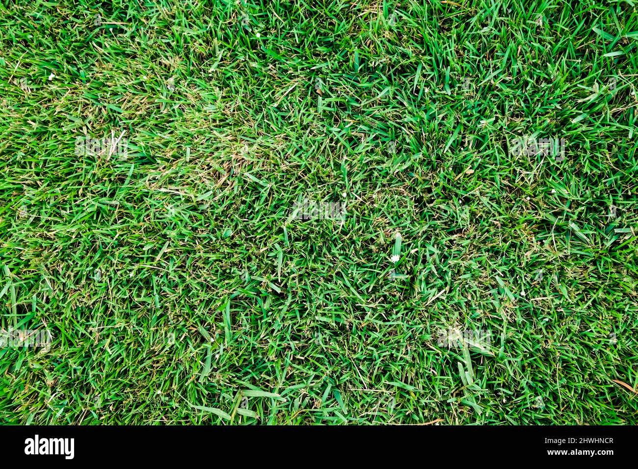 Real green grass floral texture nature decoration background Stock ...
